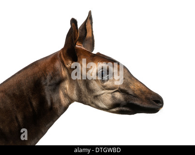 Okapi side view profile in Blijdorp zoo, Rotterdam, the Netherlands ...