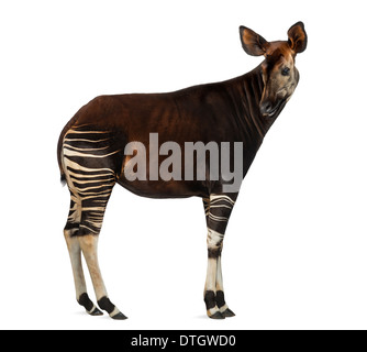 Side view of an Okapi standing, looking down, Okapia johnstoni, against ...