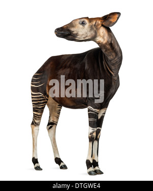 Side view of an Okapi standing, looking down, Okapia johnstoni, against ...