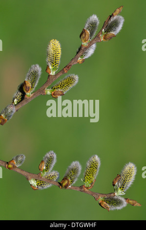 Grey Willow, male flower., salix cinerea Stock Photo - Alamy