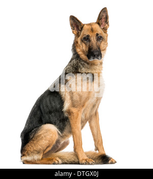 German Shepherd Portrait Stock Photo - Alamy