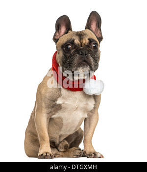 French Bulldog dog wearing Christmas gift box headband between seasonal ...