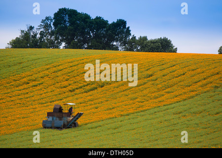Mechanical harvest of Marigold or Calendula flowers (Calendula ...