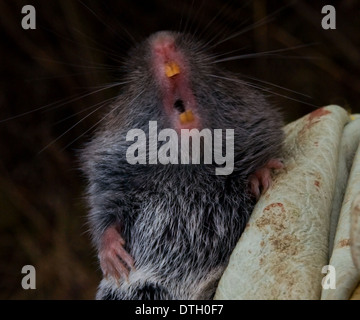European Pine Vole in the grass - France Stock Photo - Alamy
