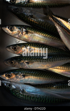 Fresh mackerel caught shore fishing from Chesil beach in Dorset England ...
