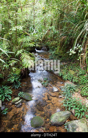Forest Stream in Mount Kinabalu national park on the island of Borneo ...
