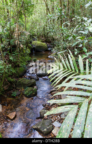 Forest Stream in Mount Kinabalu national park on the island of Borneo ...
