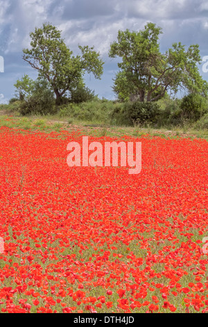 Field of poppies (Papaver rhoeas) and carob trees in Manacor area, east ...