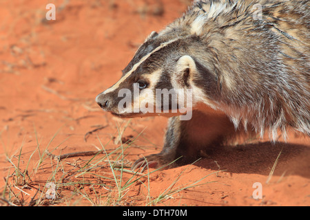 Badger, Monument Valley, Utah, USA / (Taxidea taxus Stock Photo - Alamy