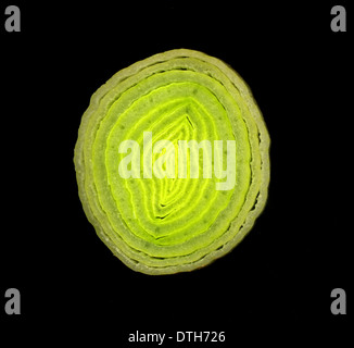 Leek cross section Stock Photo - Alamy