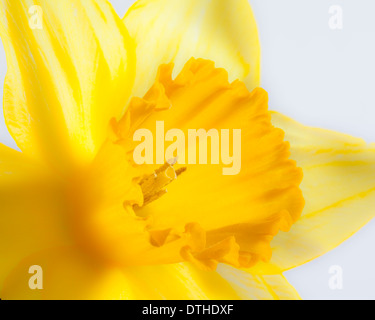 close up of beautiful yellow single petal flower head of chicory Stock ...
