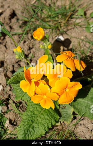 Polyanthus (Primula sp.) flower Stock Photo - Alamy
