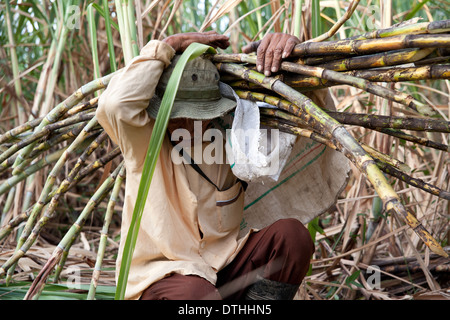 Panamanian farmer carrying sugarcane harvest at El Rosario near ...