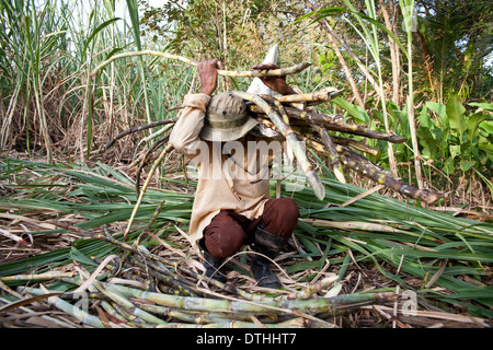 Panamanian farmer carrying sugarcane harvest at El Rosario near ...