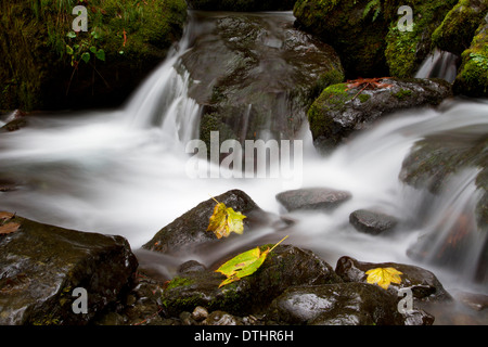 Merriman Falls. Olympic National Park, Washington, USA Stock Photo - Alamy
