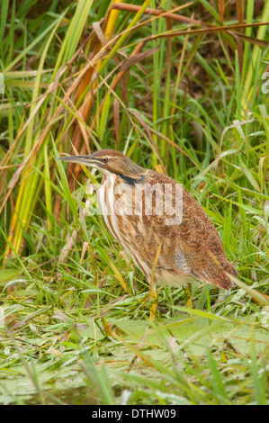 American Bittern hiding in the reeds Stock Photo - Alamy