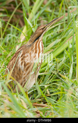 American Bittern, Botaurus lentiginosus, Swan Lake, Victoria, British ...