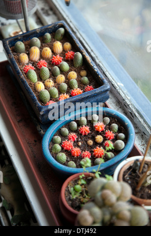 Cactus pots on window sill Stock Photo - Alamy