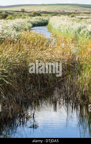 A view of wild marsh plants growing along the shore of a lake ...