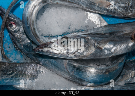 Silver scabbardfish (Lepidopus caudatus) being offloaded from fishing ...