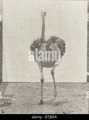 A photograph of an ostrich walking, captured in a natural pose Stock ...