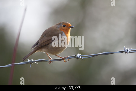 Robin on a barbed wire fence in snow Stock Photo - Alamy