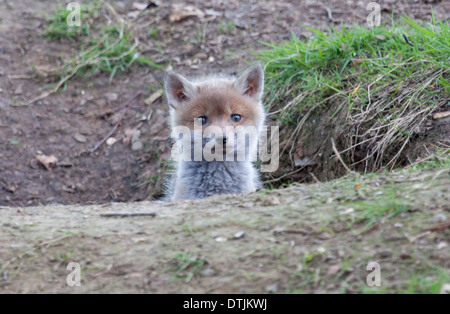 3 Week Old Fox Cub Stock Photo - Alamy
