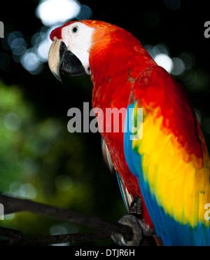 Colombia, Cartagena in Colombia - Parrot / Macaw Stock Photo - Alamy
