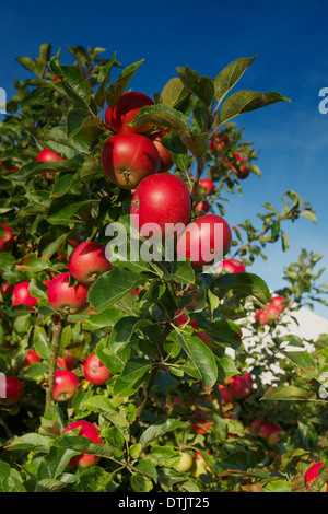 Apple trees in a neglected garden bearing ripe fruit Stock Photo - Alamy