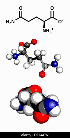 Glutamine (l-glutamine, Gln, Q) amino acid molecule. Skeletal Stock ...