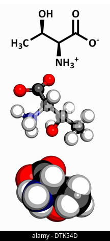 Threonine (Thr, T) amino acid, molecular model. Amino acids are the ...