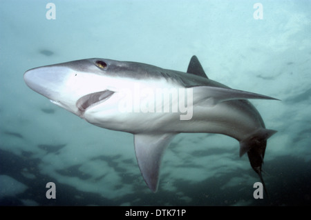 Tope shark, Tope, Soupfin shark, School shark (Galeorhinus galeus ...