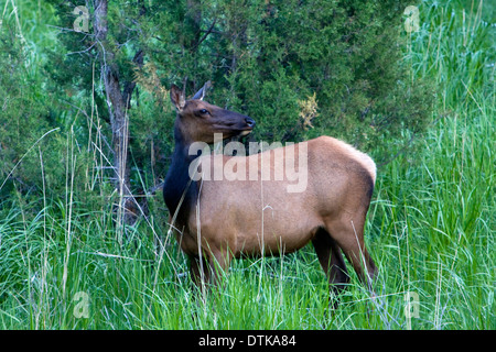 deer springs national park, summer time in forest, sunset in forest ...