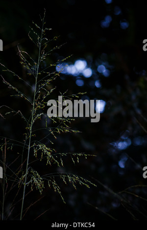Wild grass panicle Stock Photo - Alamy