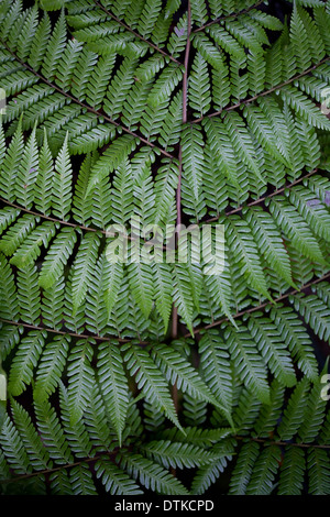 Close Up View of Green Fern Frond Leaves Stock Photo - Alamy
