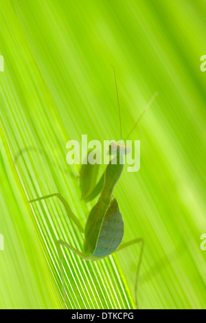 Closeup of green leaf on white wall (Lady palm). Greenery background ...