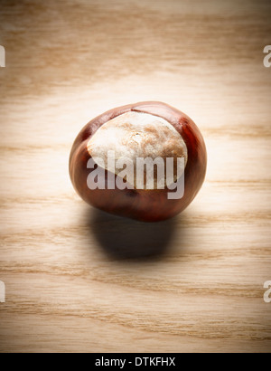 Natural vertical closeup on the fresh purple flower of the English ...