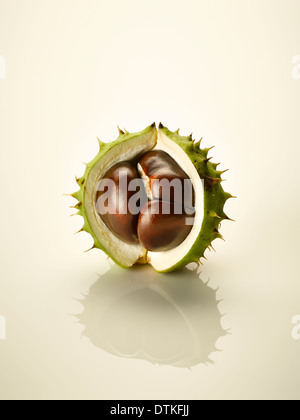 Chestnut in cross-section Stock Photo - Alamy