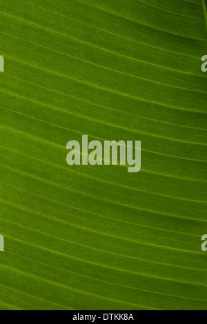 Tropical green Musa paradisiaca leaf close up background Stock Photo ...