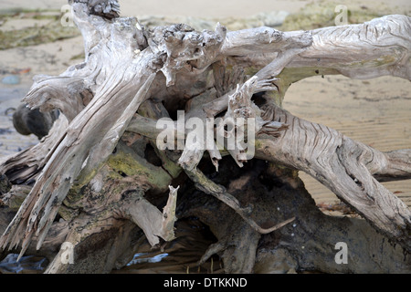 Huge log of wood washed up and stuck in the sand on the empty pristine ...
