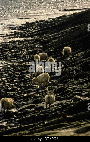 The North Ronaldsay or Orkney sheep is a breed from North Ronaldsay ...