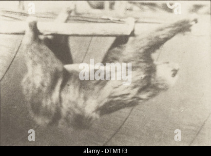 A photograph of a sloth walking suspended on a horizontal pole. The ...