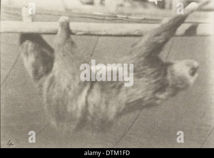 A sloth is shown walking suspended on a horizontal pole, demonstrating ...