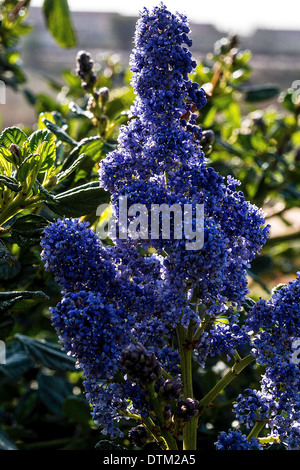 CEANOTHUS CONCHA. CALIFORNIA LILAC Stock Photo - Alamy