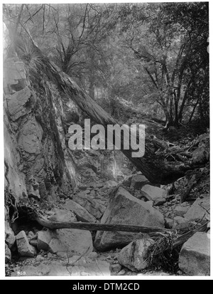 A photograph of the forest on Mount Lowe, near Altadena, California ...