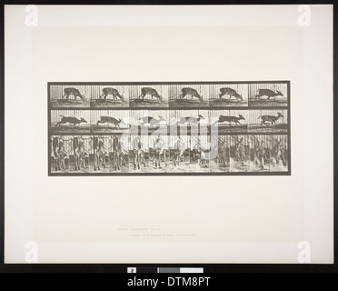A Virginia deer buck, captured walking and beginning to gallop ...