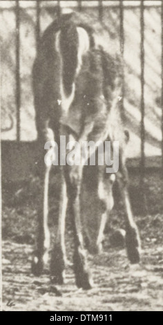 Virginia deer, buck, walking and started to a gallop (rbm-QP301M8-188 ...