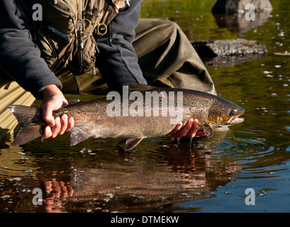 New Brunswick, Canada Atlantic Salmon, fishing guide Rodney Colford on ...