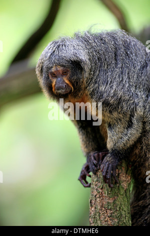 White-headed saki or pale-headed saki (Pithecia pithecia), male Stock ...
