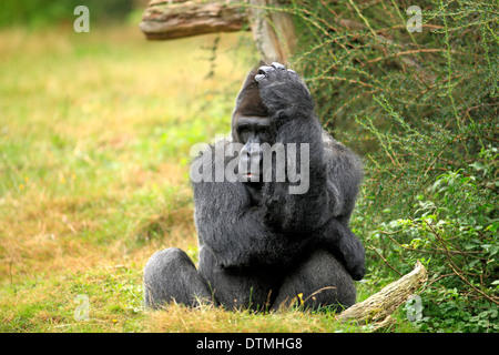 Adult male Silverback Lowland Gorilla standing on all fours, pieces of ...